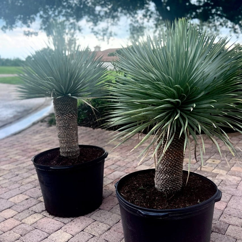 Yucca for Sale | PlantologyUSA.com – Plantology USA