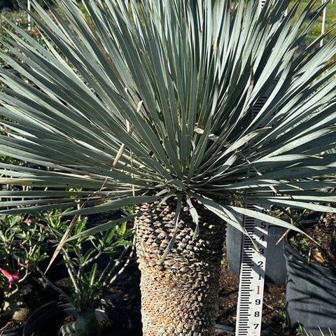 Yucca for Sale | PlantologyUSA.com – Plantology USA