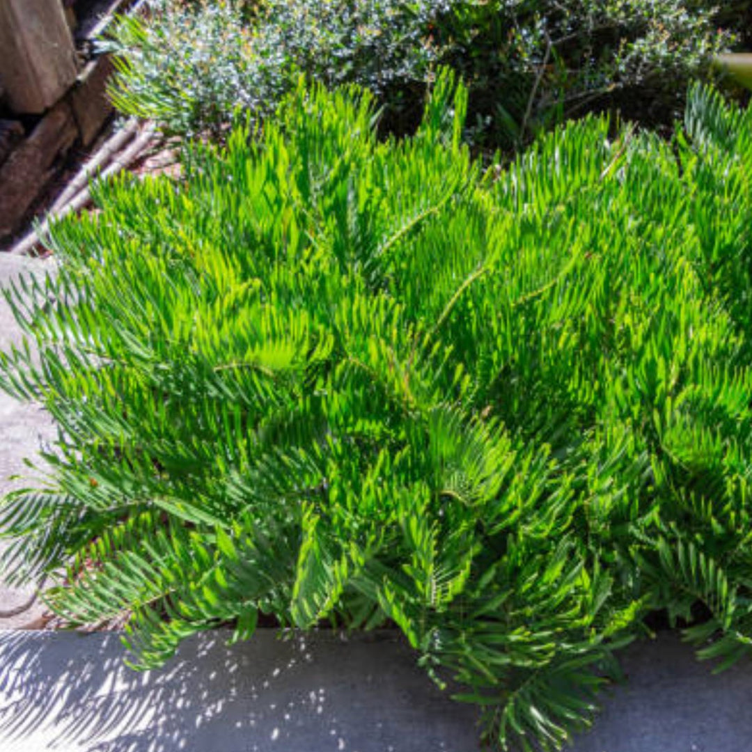 Zamia Coontie Palm for Sale | PlantologyUSA.com – Plantology USA